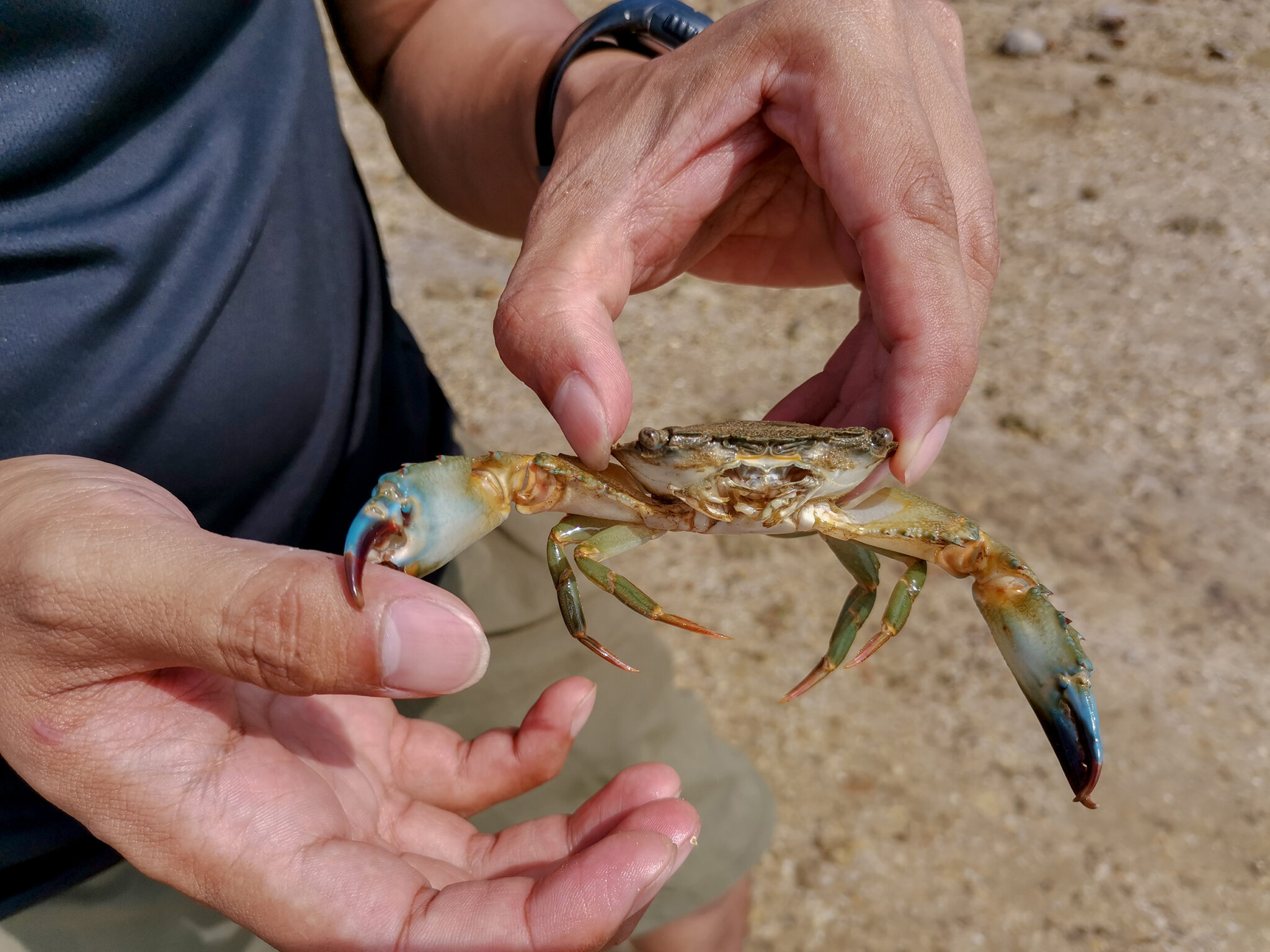 Crab Hunting Adventure Activity - Citron Tours